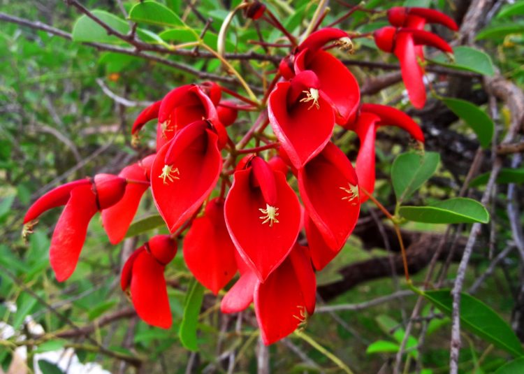¡Celebramos el Día de la Flor del Ceibo: Símbolo Nacional de Argentina ...
