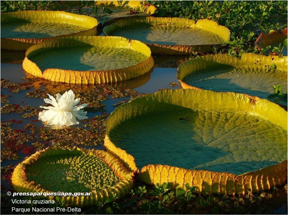 🌿 ¡La Irupé Deslumbra en el Parque Nacional Pre-Delta! 🌸 - Econoticias