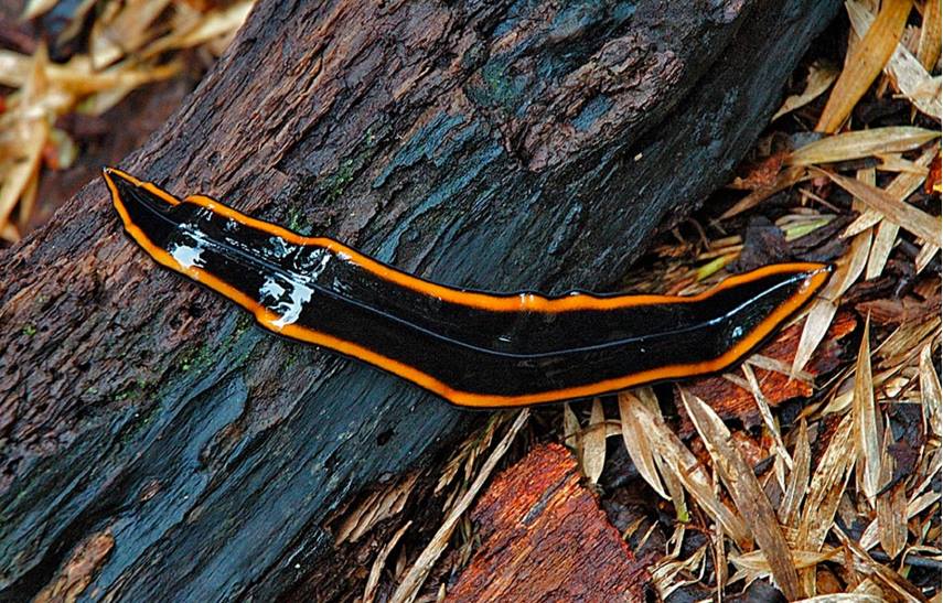 🌟 ¡Increíble Descubrimiento en el Parque Nacional Lanín! 🌟 - Econoticias