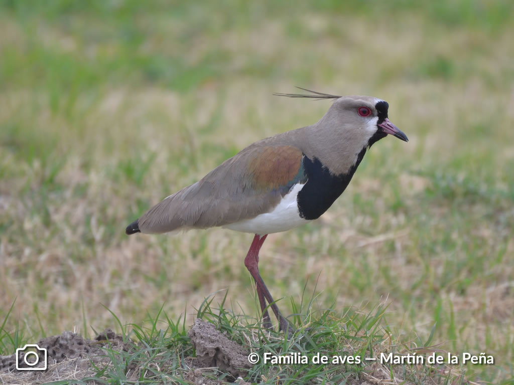 🌿 Los teros, guardianes del suelo: cómo proteger sus nidos en época de ...